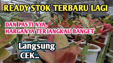 Promo Rbspesial Cuci Gudang Aglonema Obral Aglonema Aglonema Cocok