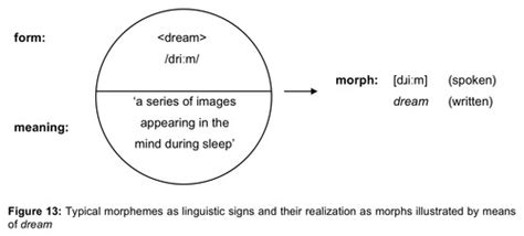 Morphology Flashcards Quizlet