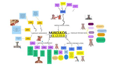 Arriba 102 Imagen Musculos Mapa Mental Abzlocal Mx
