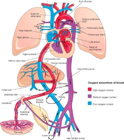 Fetal Circulation Flashcards Quizlet