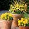 20 Beautiful Summer Container Garden Flower Ideas