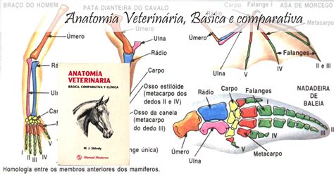 Anatomia Veterinária Básica e comparativa material de apoio Medicina