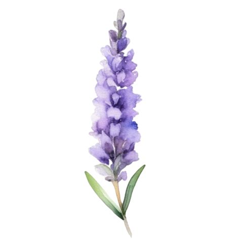 Lavender Flower Watercolor Illustration 36289389 PNG