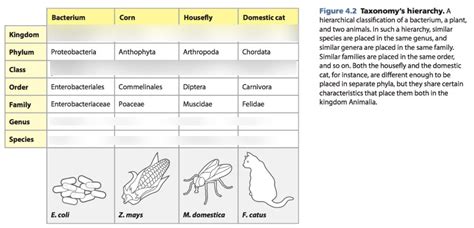 Microbiology Midterm Diagram Quizlet