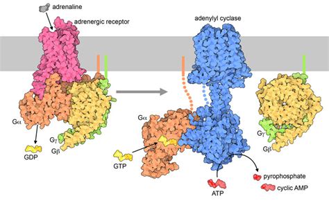 PDB 101 Molecule Of The Month G Proteins