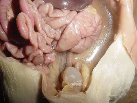 Rat Dissection Online Presentation