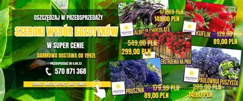 Pomidor Malinowy Olbrzym Nasiona Wielkie Owoce Plumeria Pl