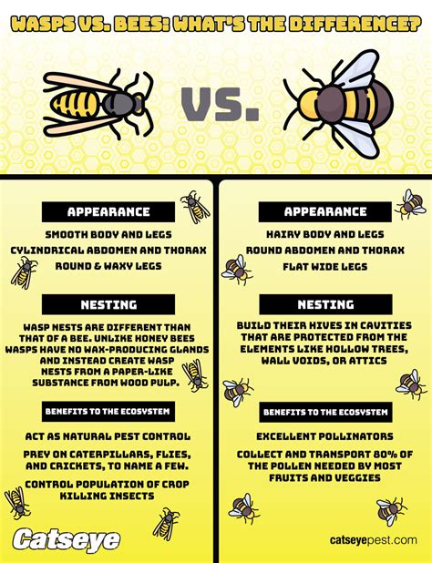 Wasp Vs Hornet Nest Atelier Yuwa Ciao Jp