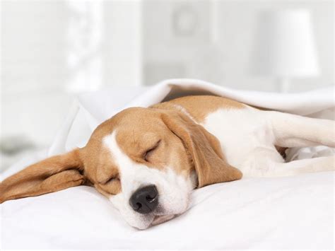 Beagle Tout Savoir Sur Cette Race De Chien