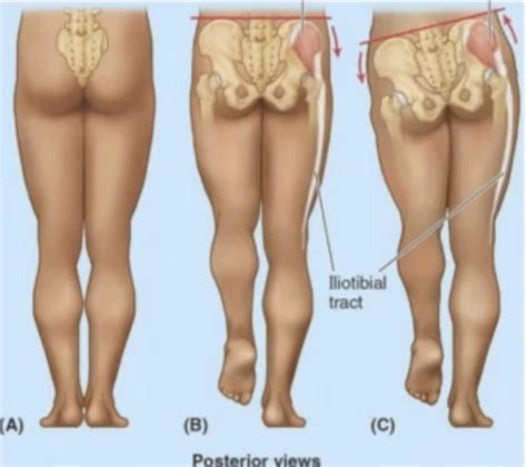 Gluteal Region Superficial Musculature Flashcards Quizlet