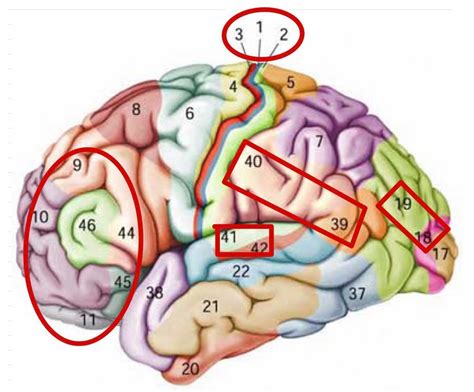 1 Brodmann Location FUNCTIONS Diagram Quizlet