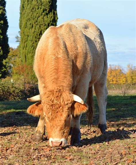 Bull Rinder Landwirtschaft Kostenloses Foto Auf Pixabay Pixabay