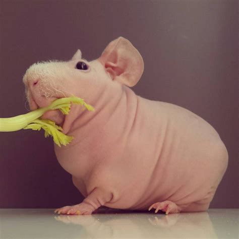 Naked Guinea Pig Posing With His Favorite Foods Will Brighten Your Day