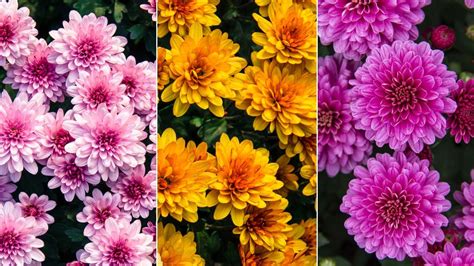 Details 300 Plantas De Difuntos Abzlocal Mx