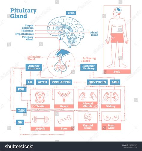 Pituitary Gland Of Endocrine System Medical Science Vector Illustration