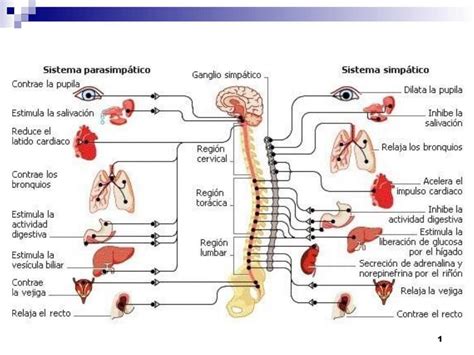 Embriologia Del Sistema Nervioso Autonomo Renzo Luj N Udocz