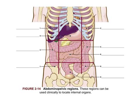 Abdominopelvic Region Chapter Diagram Quizlet