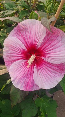 Hibiscus Moscheutos Starry Night Hibiskus Bylinowy Starry Night C5