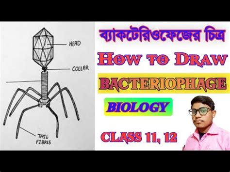 Diagram Of Bacteriophage How To Draw Bacteriophage Diagram Class