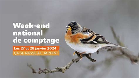 Participez Au Comptage Des Oiseaux De Vos Jardins Les 27 Et 28 Janvier