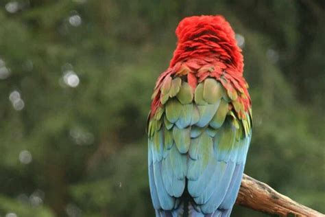 Red Bird Spiritual Meaning And Symbolism 10 Omens Fauna Facts