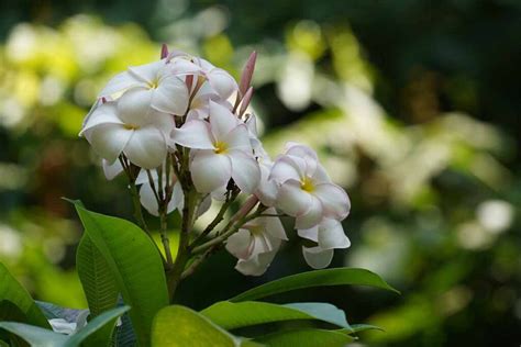 Growing Plumeria How To Care For Frangipani Gardeners Path