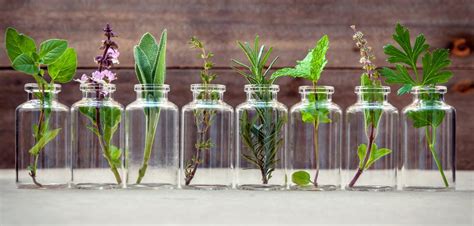 Plantas Medicinales Que Podemos Cultivar En Casa El Constructor