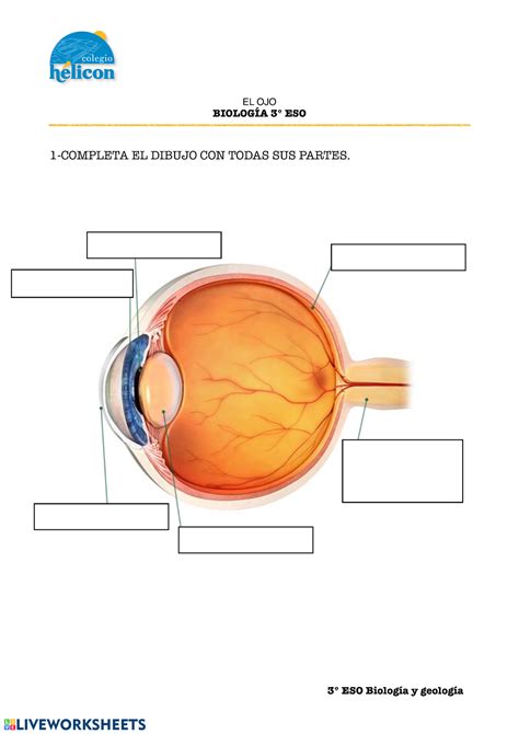 Anatom A Simple Del Ojo Humano Ejercicio Biolog A Eso El Ojo