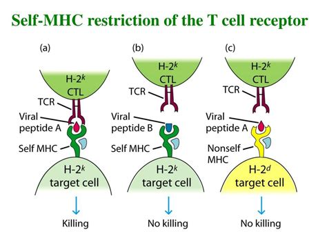 PPT Self MHC Restriction Of The T Cell Receptor PowerPoint