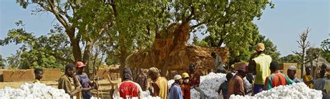 Agriculture Le Mali Redevient 1er Producteur De Coton En Afrique