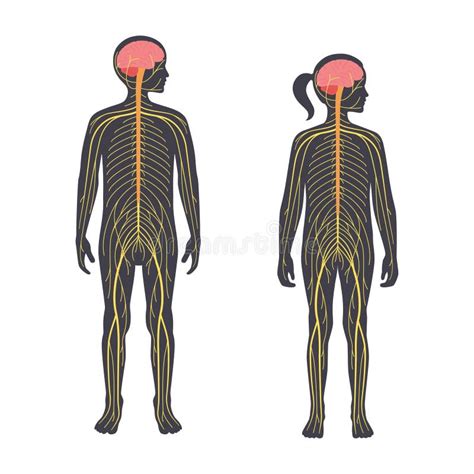 Système nerveux humain illustration de vecteur Illustration du