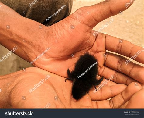 Motherless Chicks Images Stock Photos Vectors Shutterstock