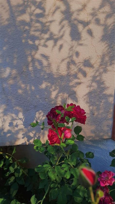 A Vase With Red Flowers Sitting Next To A White Wall