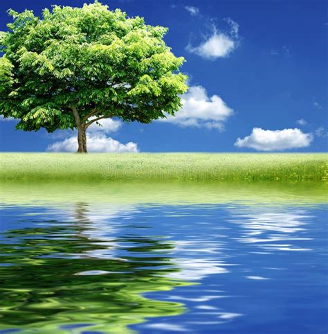 Árbol Solo Con La Reflexión Del Agua Foto de archivo Imagen de lago
