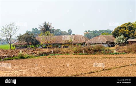 Thatched Houses In A Row On An Agriculture Field Against A Clear Sky