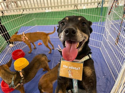 RJPET realiza campanha de adoção de animais em Copacabana