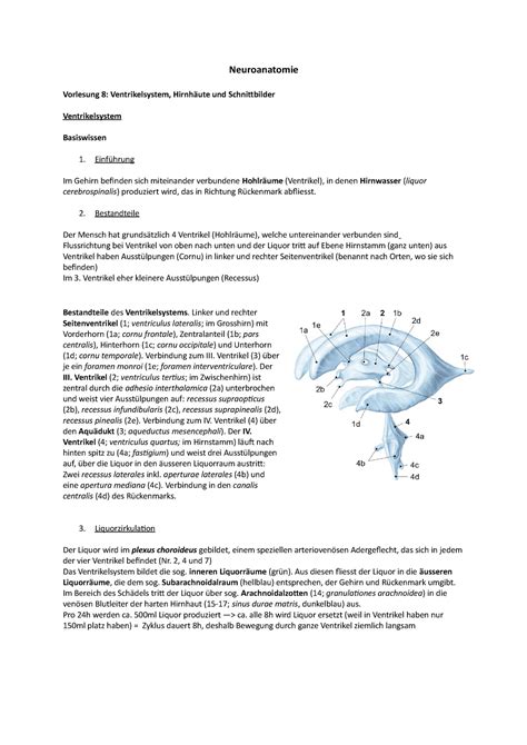 Neuroanatomie Vl Neuroanatomie Vorlesung Ventrikelsystem