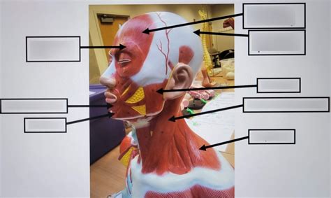 A P Head And Neck Musculature Anterior Diagram Quizlet