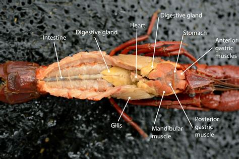 Crayfish Internal Anatomy Dissection