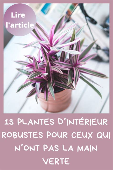 13 plantes dintérieur robustes pour ceux qui nont pas la main verte