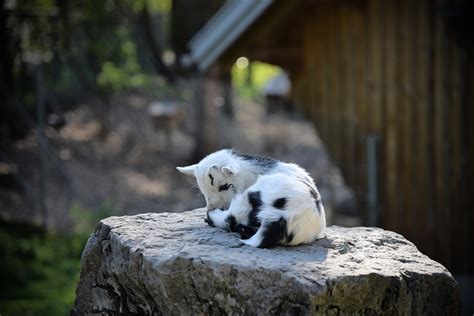 Kitz Zicklein Junges Kostenloses Foto Auf Pixabay Pixabay