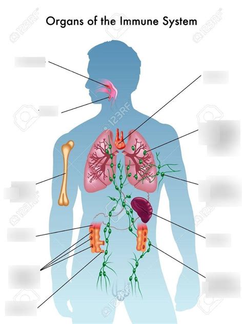 Unit 13 Lymphatic System Diagram Quizlet