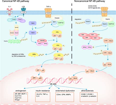 Schematic representation of the NF κB pathway Download Scientific Diagram