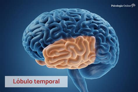 Funciones De Los Lobulos Cerebrales Flowchart