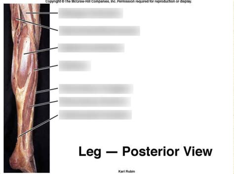 Posterior Leg Cadaver Diagram Quizlet