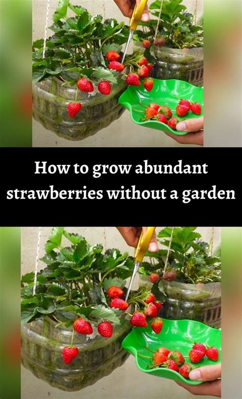 Popular Gardener Shares Easy Method For Growing Abundant Strawberries
