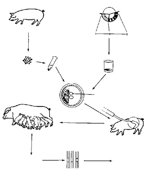 Transgenic Livestock