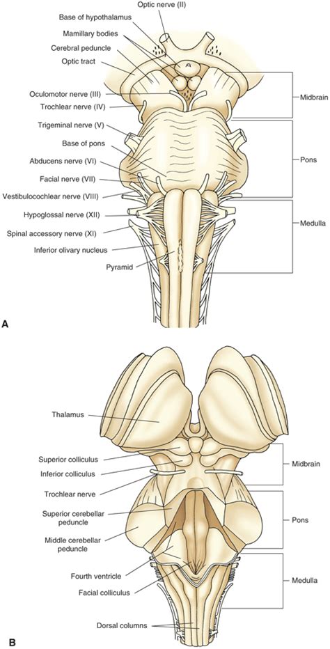 Ventral And Dorsal Views Of The Brainstem Pendidikan