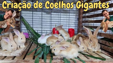 Criação de Coelhos Gigantes YouTube