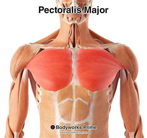 Pectoralis Major Muscle Anatomy Bodyworks Prime